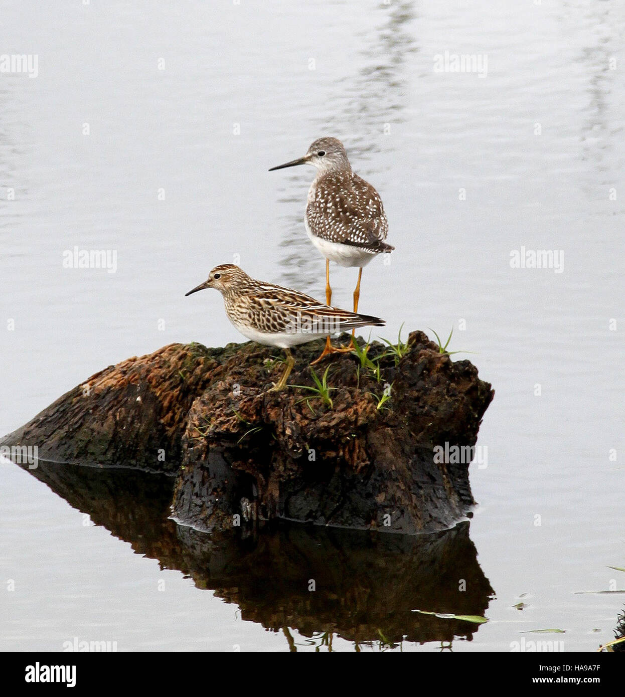 This image shows a pectoral sandpiper and a lesser yellowlegs in a ...