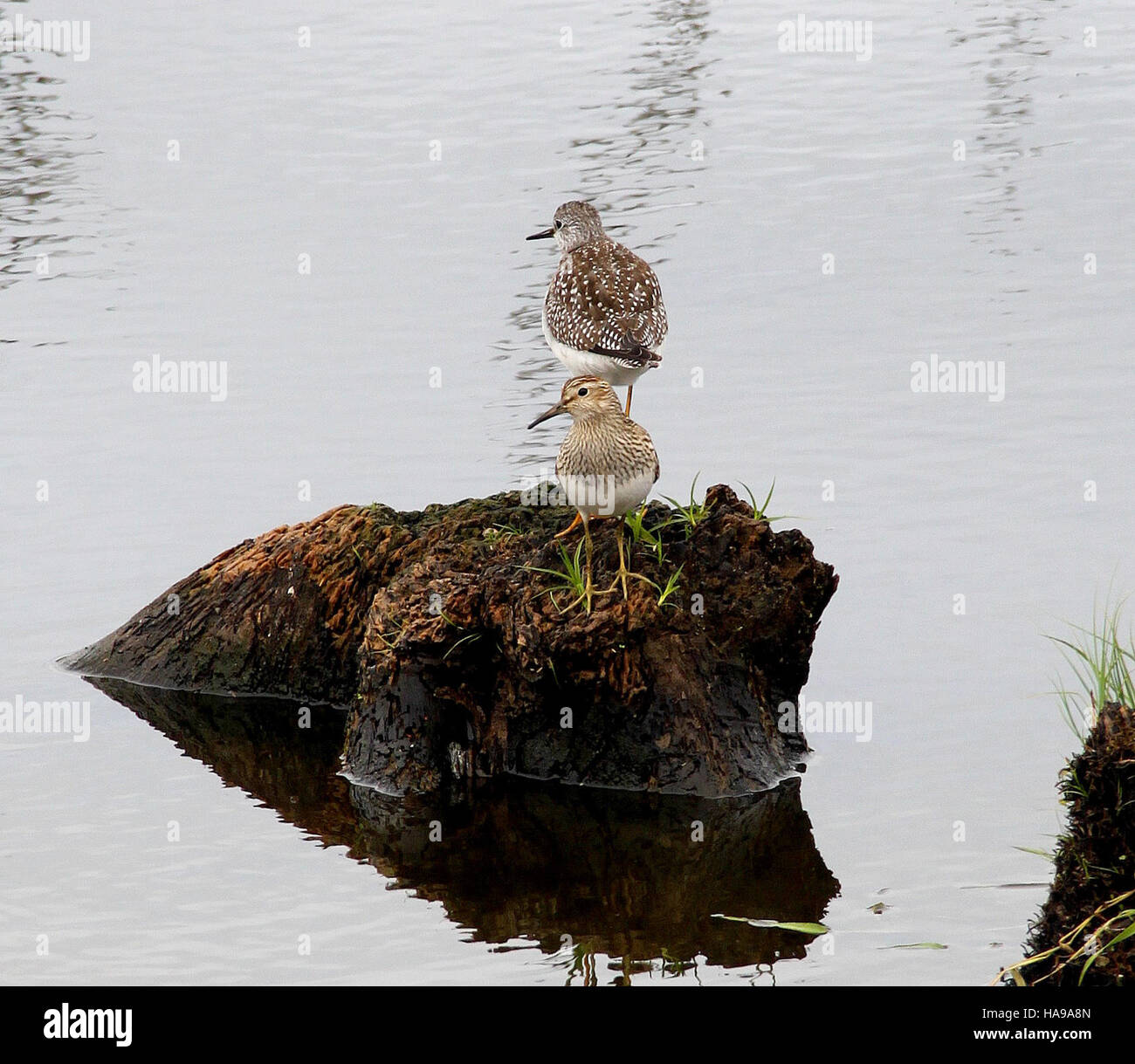 The Pectoral Sandpiper and Lessor Yellowlegs are migratory shorebirds ...