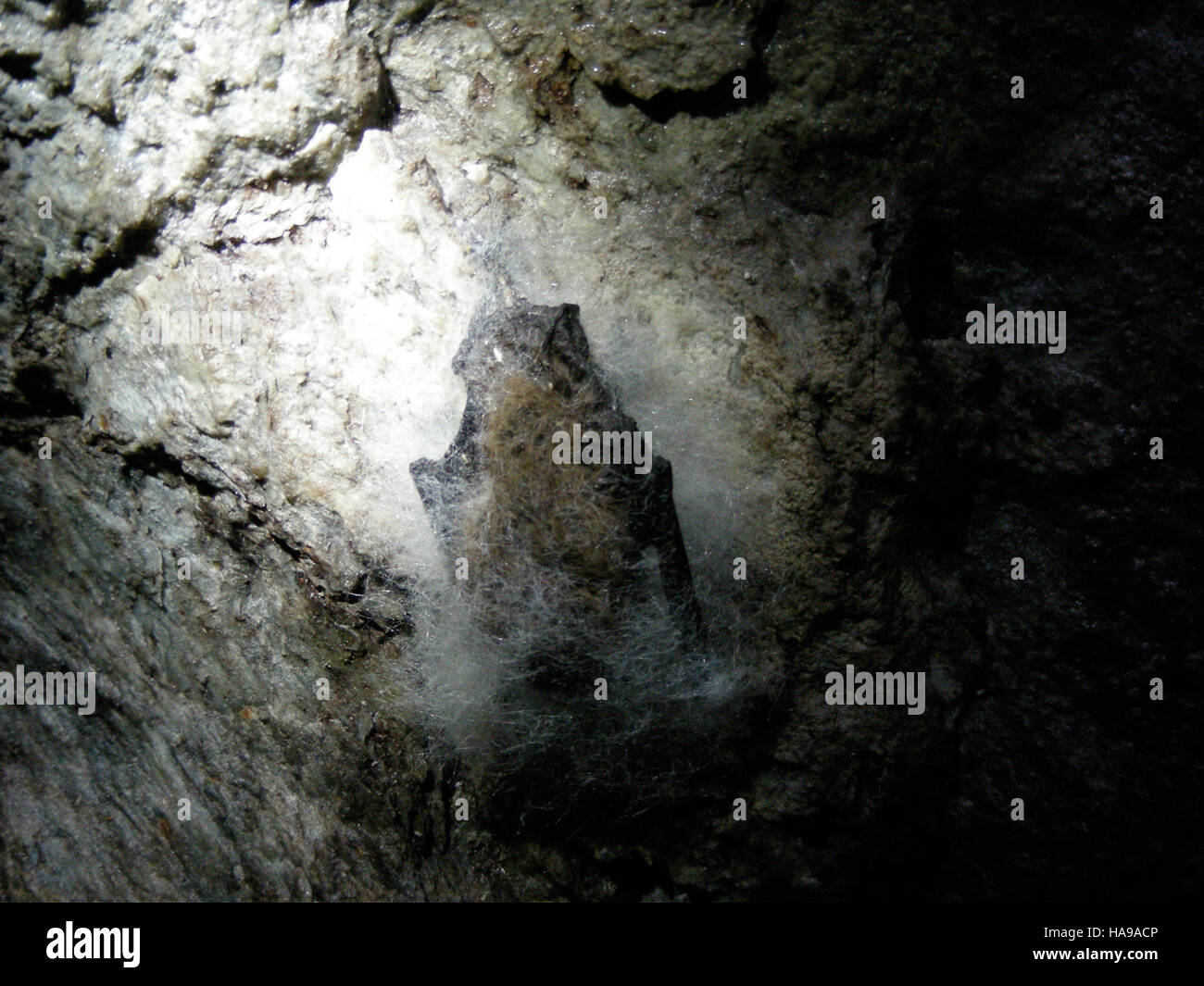 A bat affected by White-nose Syndrome in a national park highlights the ...