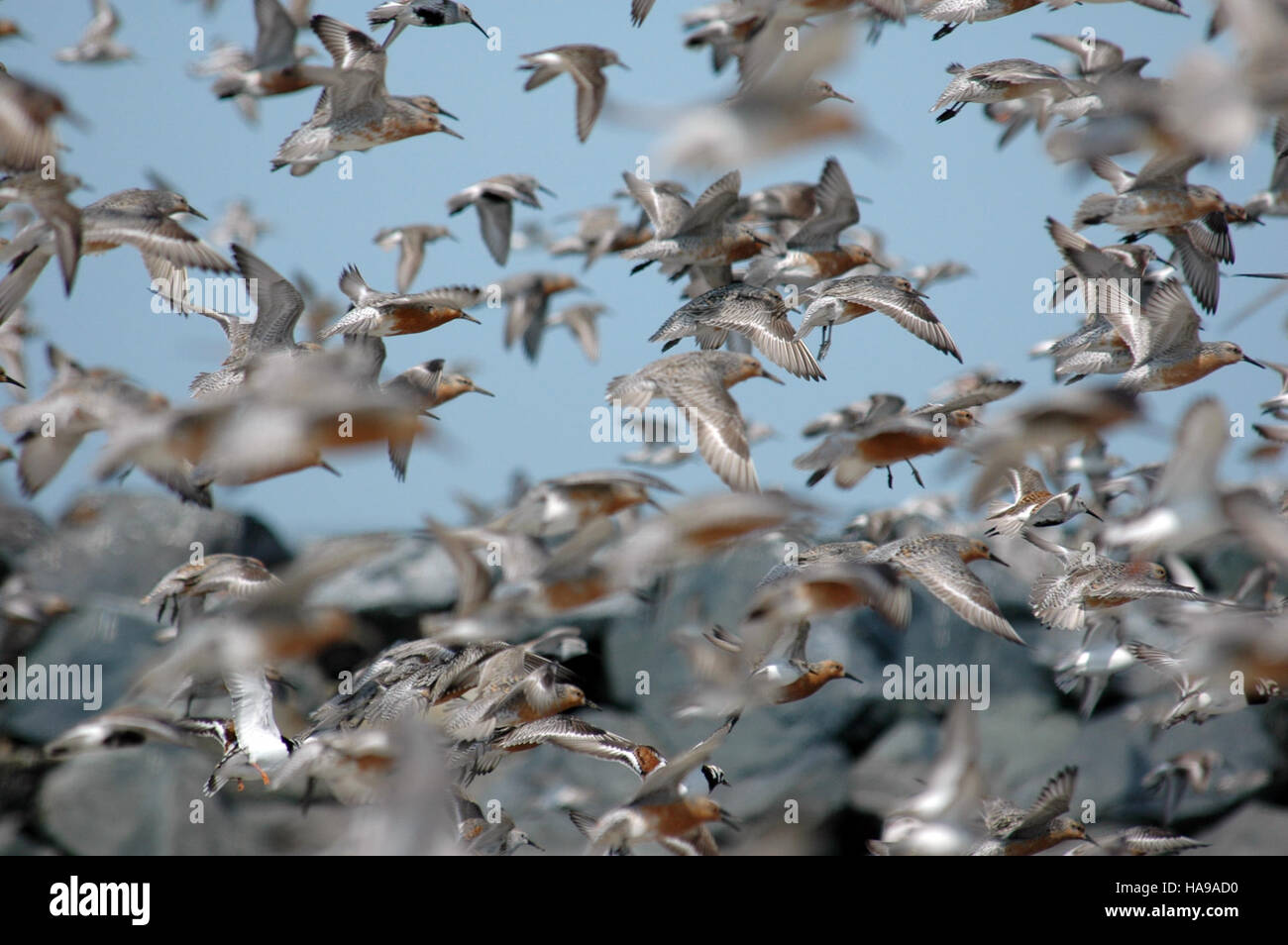 Red knot bird species hi-res stock photography and images - Alamy