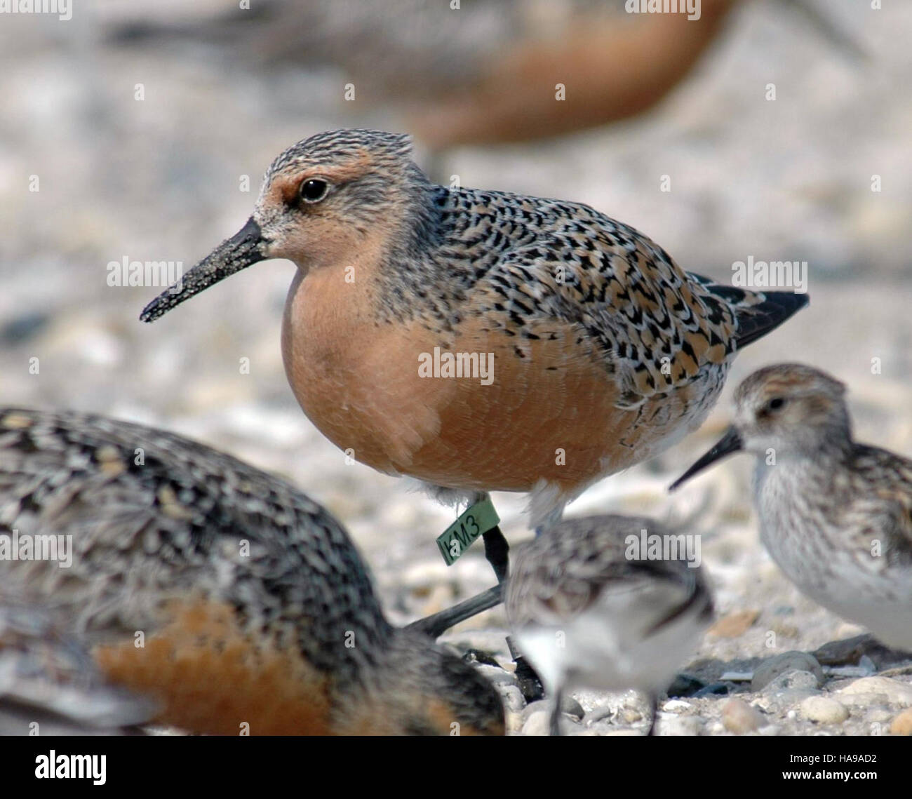The Red Knot, a migratory bird species, is tagged for research within a ...