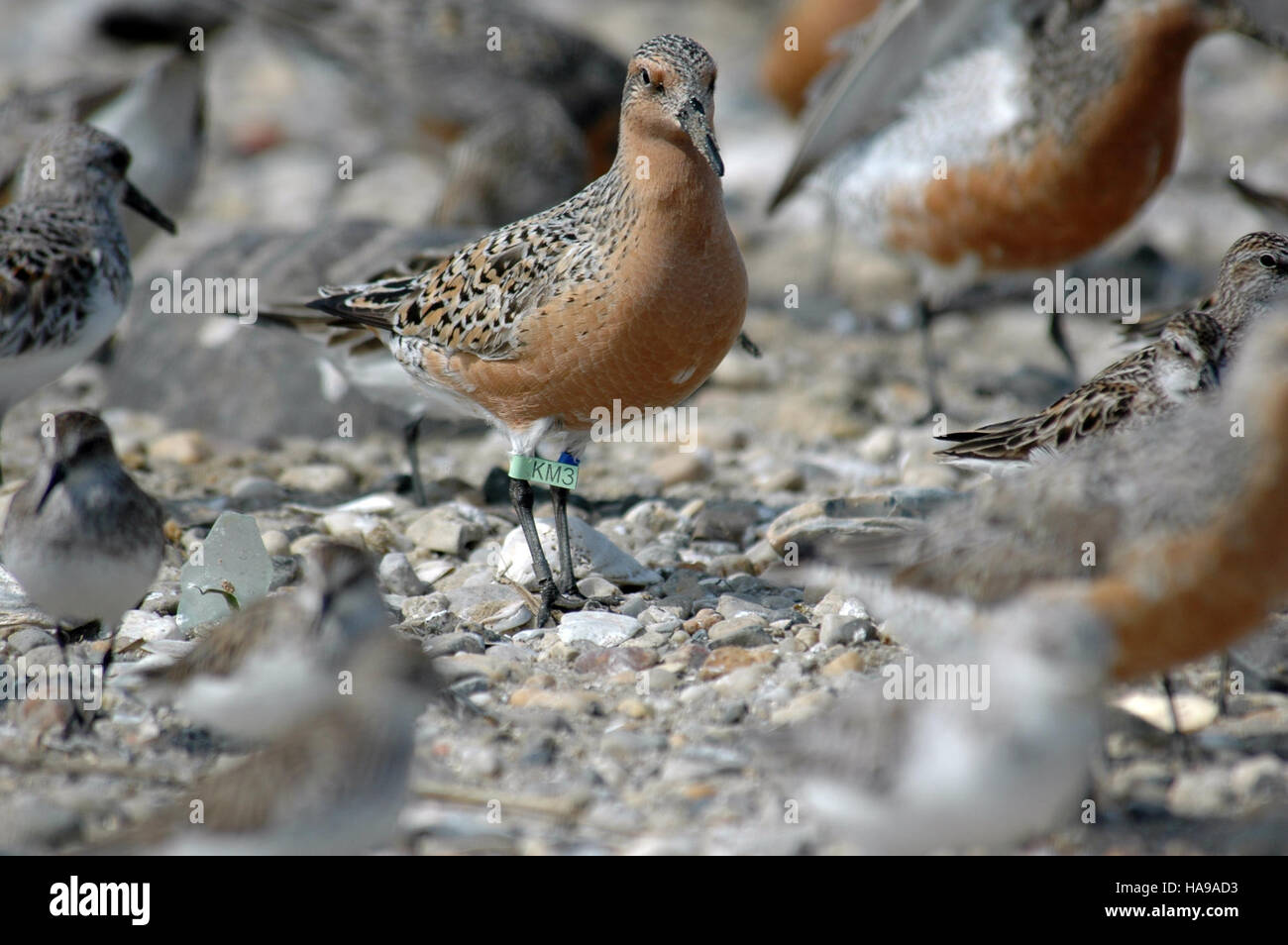 The Red Knot, a migratory bird, has been tagged in the U.S. Fish and ...