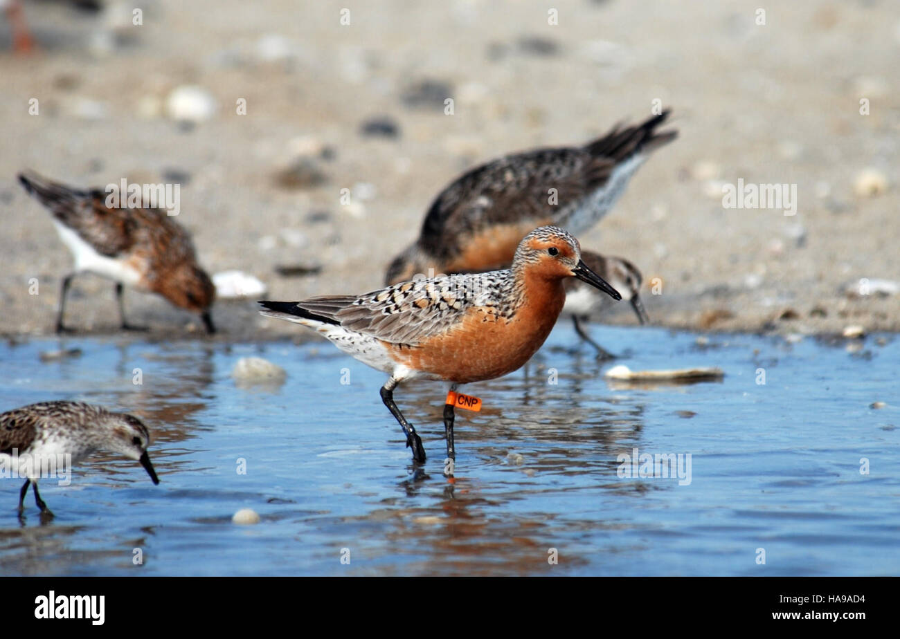 A Red Knot, a migratory bird species, is tagged for monitoring during ...