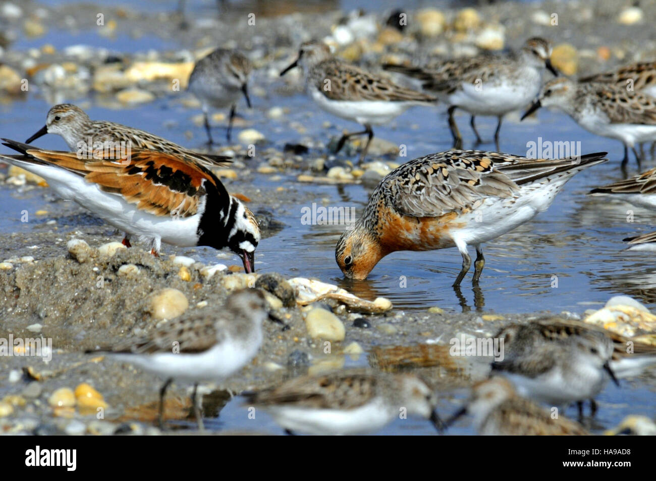 The Red Knot, a migratory shorebird, is an important species for ...