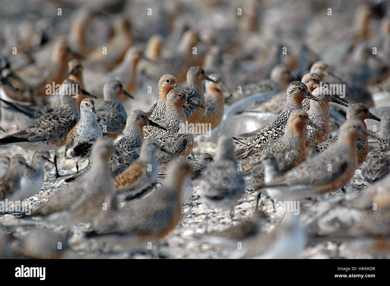 The Red Knot, a migratory shorebird, is an important species within ...