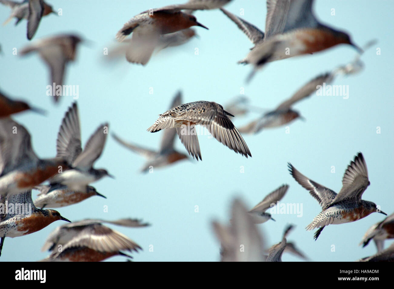 Knot in flight hi-res stock photography and images - Alamy