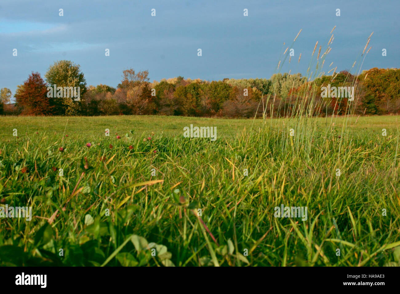 Open Fields in the Northeastern U.S. provide valuable habitats for ...