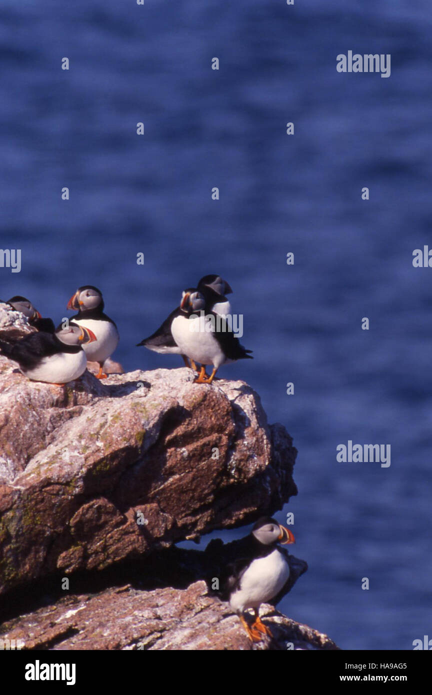 Atlantic puffins are spotted in a national park, showcasing their ...