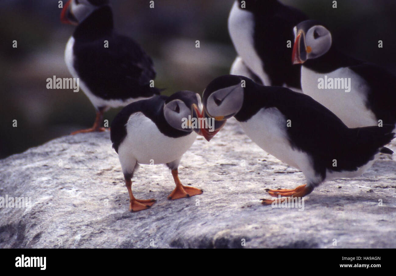 Atlantic puffins perform courtship billing behavior as part of their ...