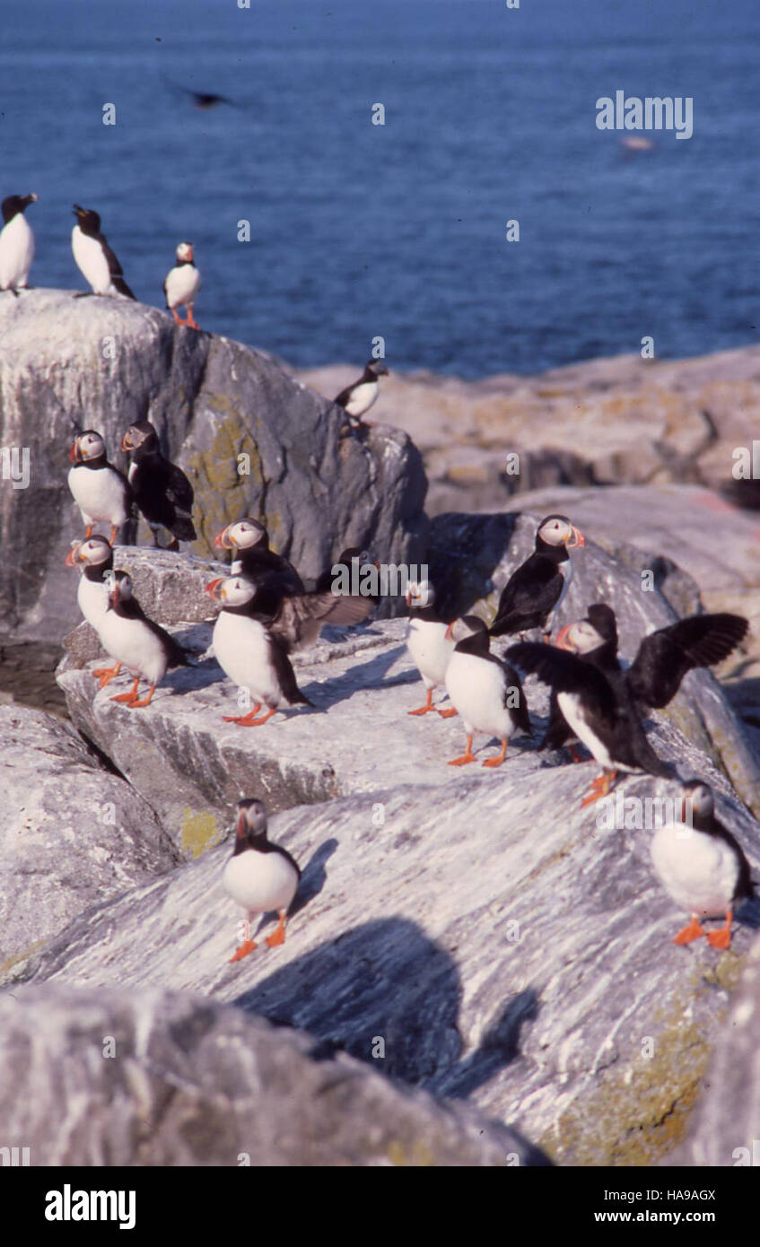 Atlantic Puffins and Razorbills nest on Seal Island National Park, a ...