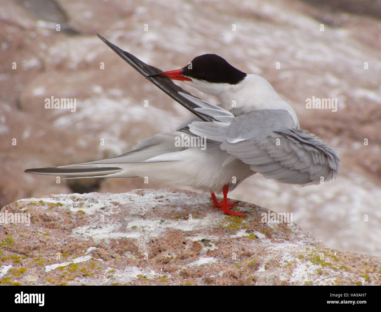 A common tern preens its feathers at a U.S. national park, showcasing ...