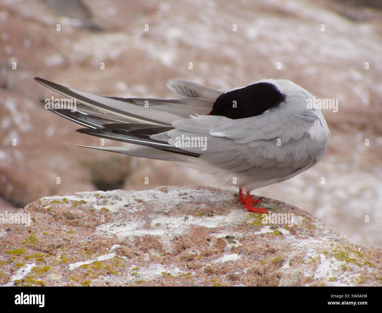 A Common tern preening at a National Park showcases the behavior of ...