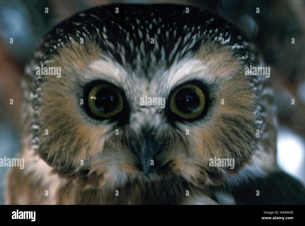 A Northern Saw-Whet Owl, featured in the Photo of the Week, symbolizes ...
