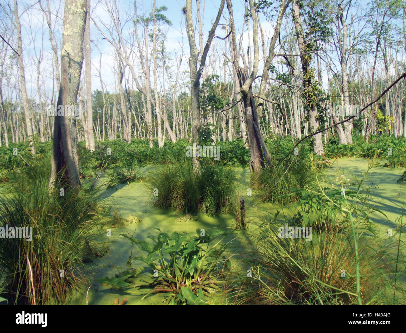 usfwsnortheast 4365434338 Photo of the Week - Swamp at Wallkill River ...