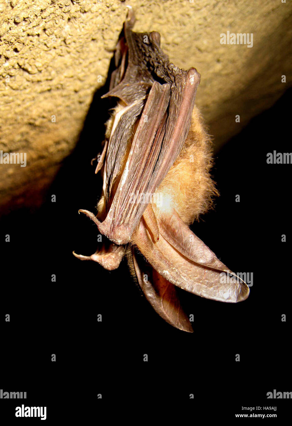 The Virginia big-eared bat, a species of concern, benefits from ...