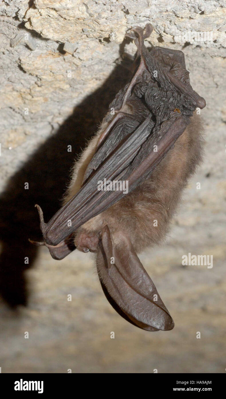 Virginia big eared bat hi-res stock photography and images - Alamy