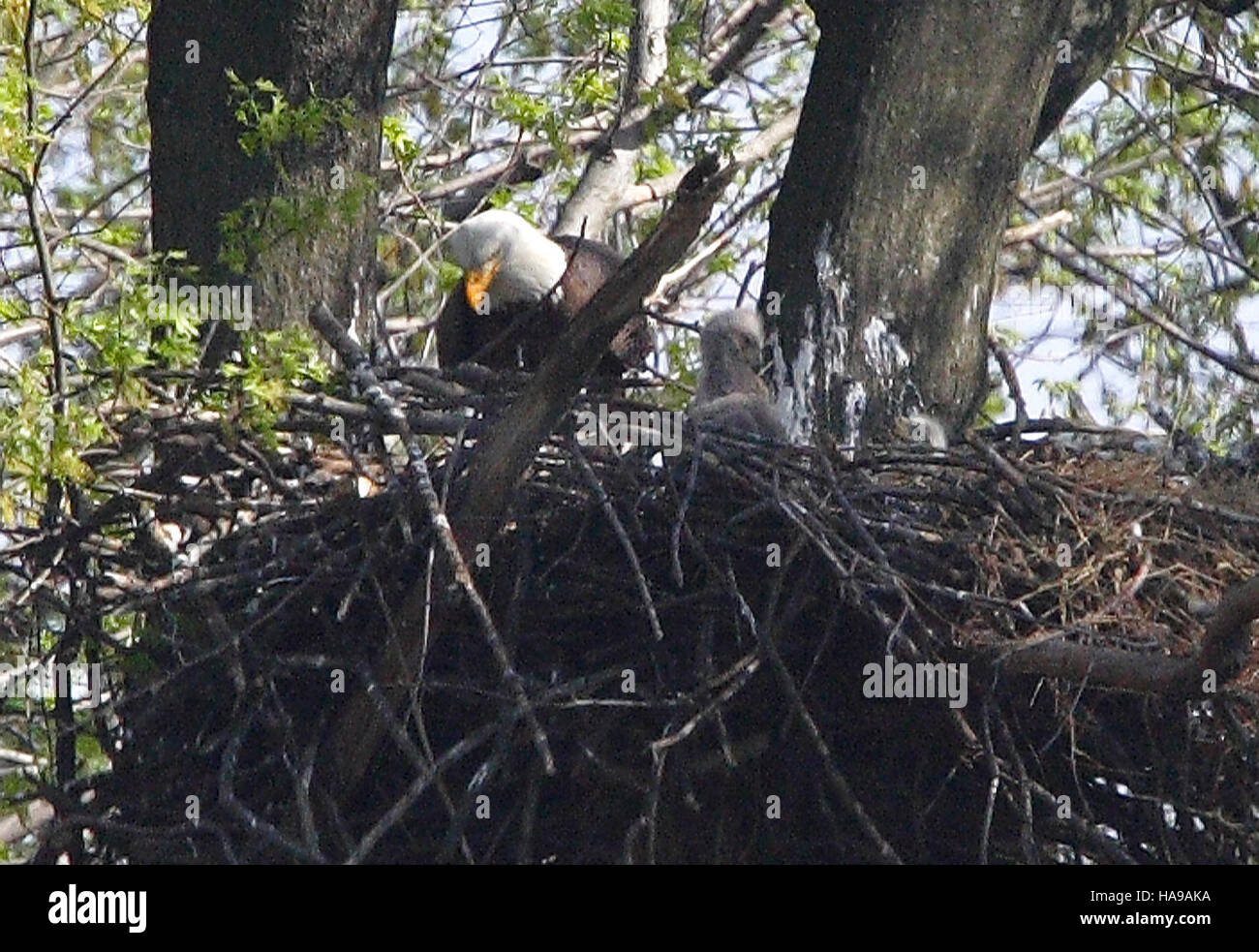Bald eagle nesting site hi-res stock photography and images - Alamy