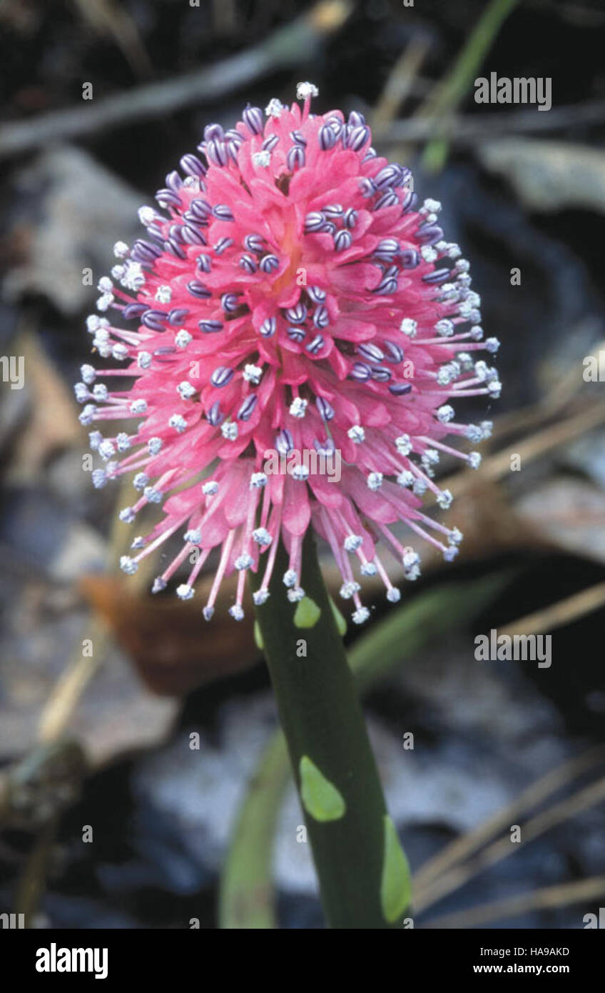 usfwsnortheast 4560502629 Photo of the Week - Swamp Pink (NJ Stock ...