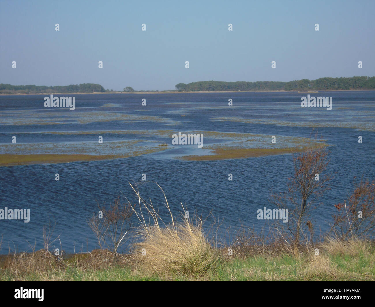 The Chincoteague National Wildlife Refuge in Virginia preserves ...