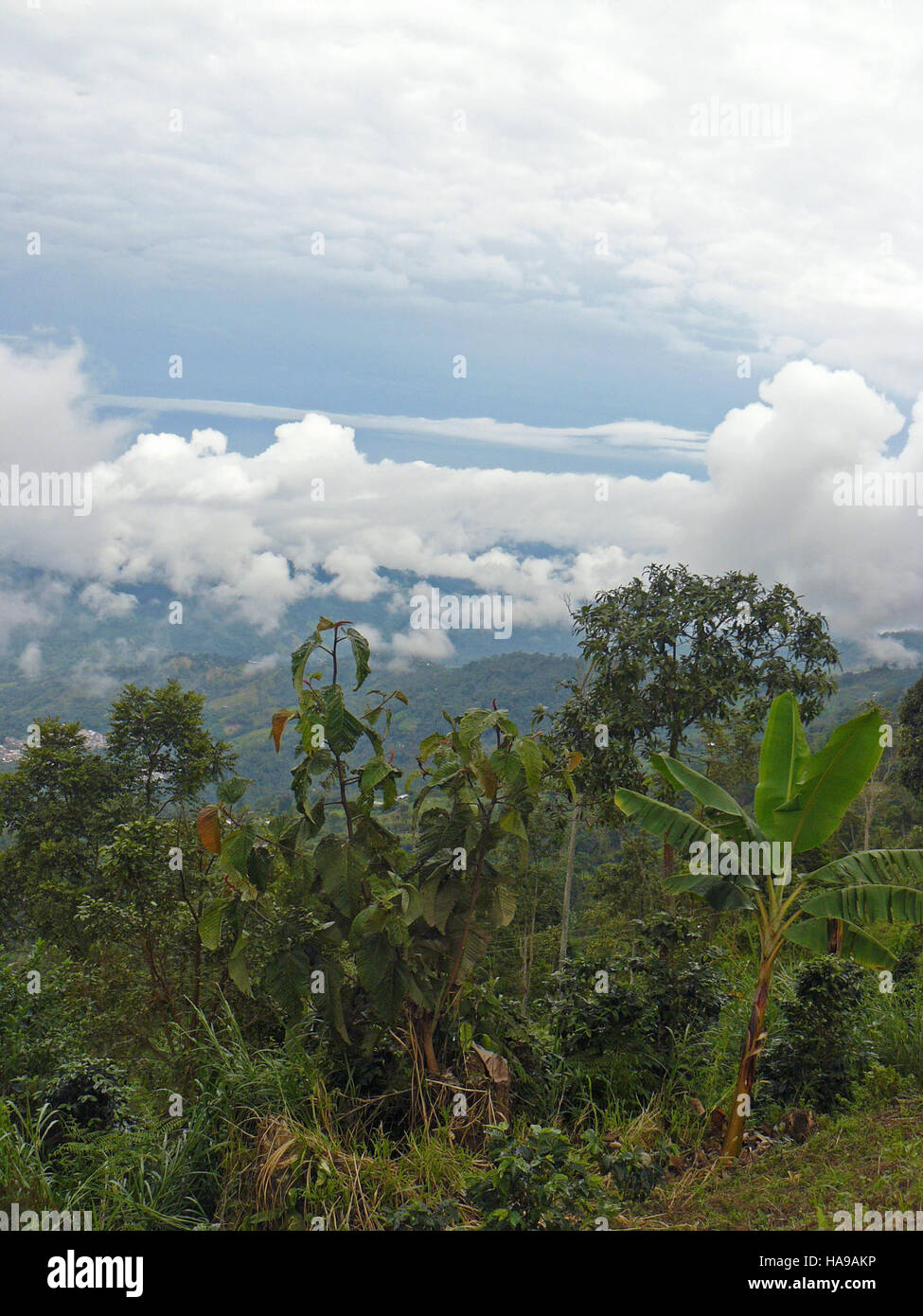 A coffee farm in Colombia’s reserve, where sustainable farming ...