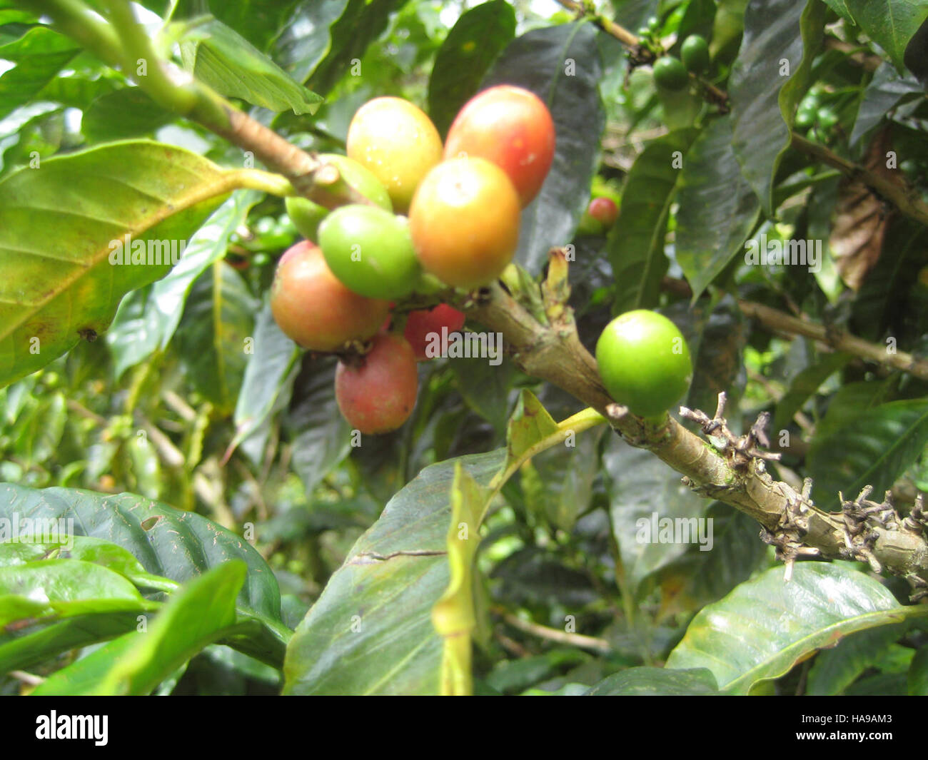 This image highlights coffee beans, with a focus on the agricultural ...