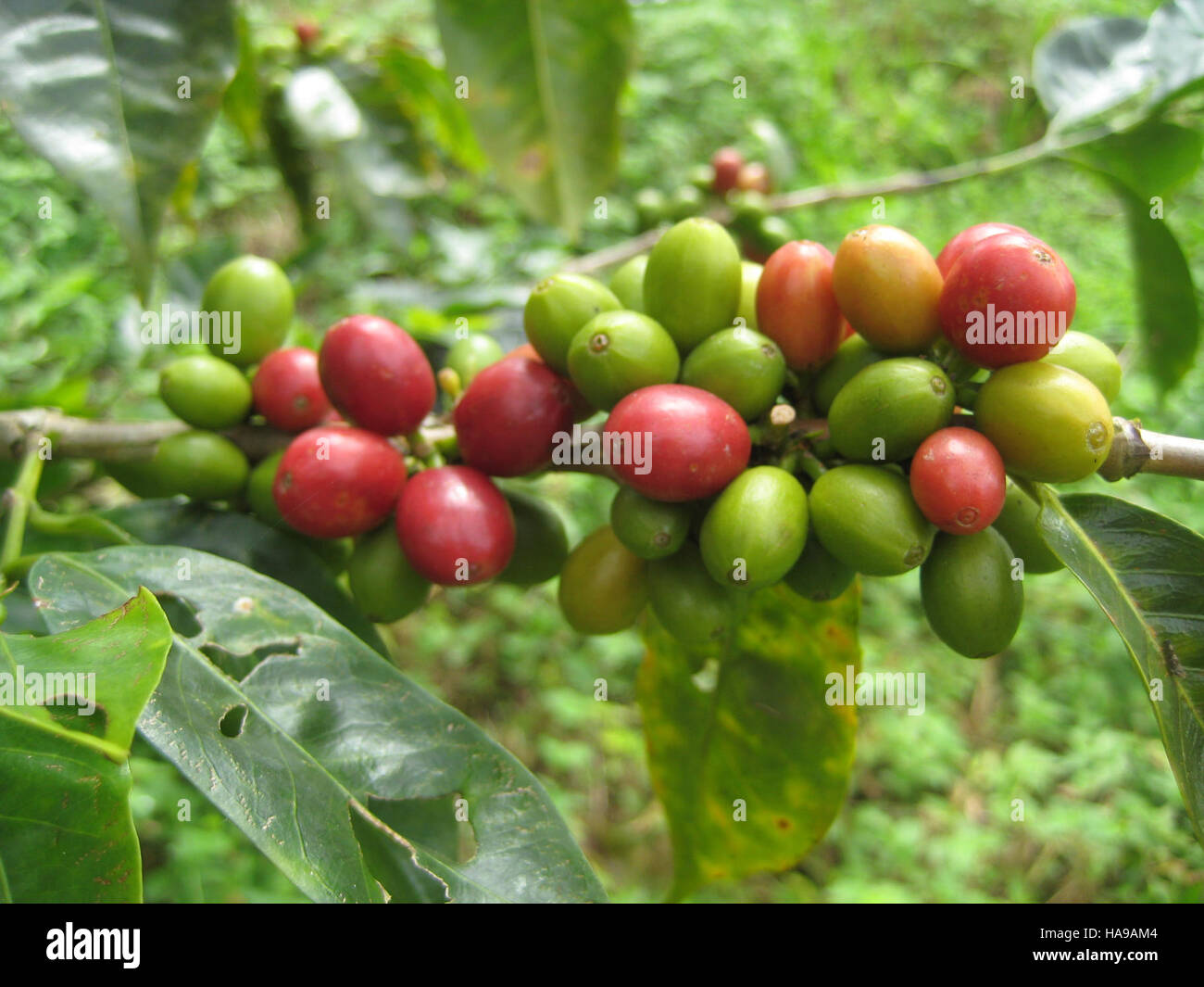 Coffee beans, a globally recognized crop, are showcased in the context ...
