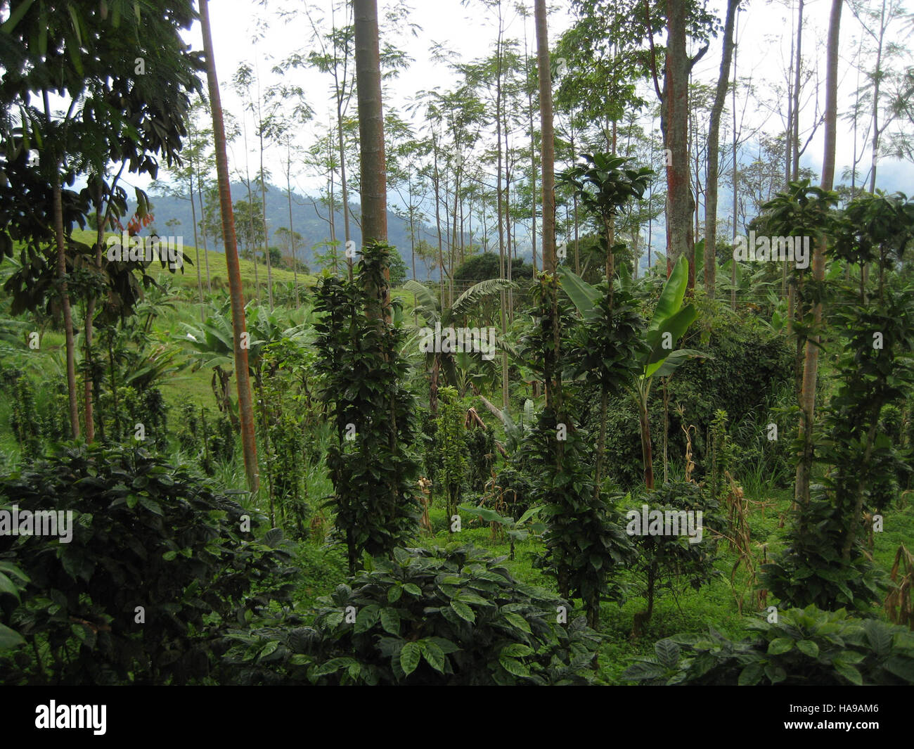 A coffee farm in Colombia, showcasing sustainable farming practices and ...