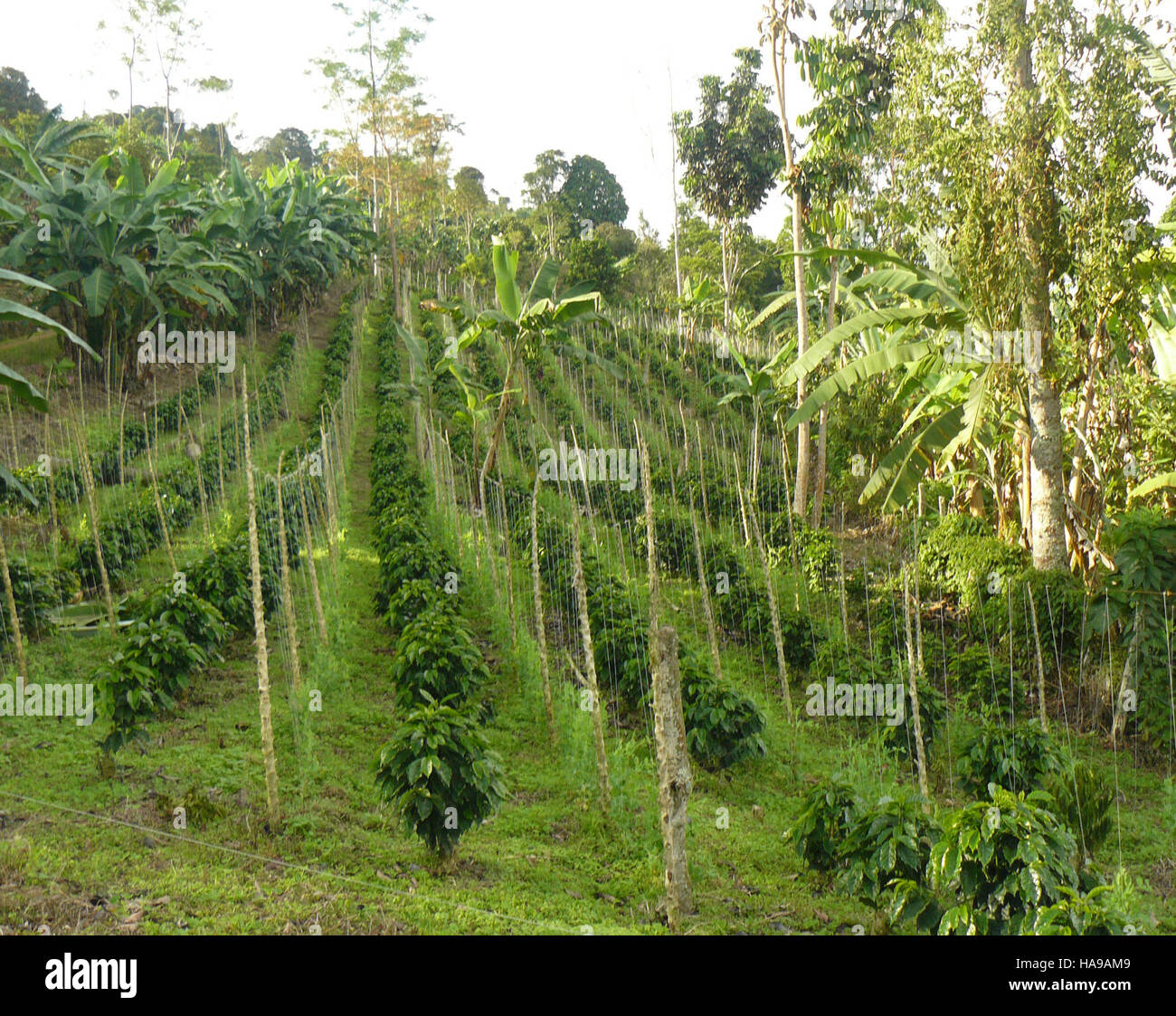 This image showcases a coffee reserve farm in Colombia, emphasizing the ...