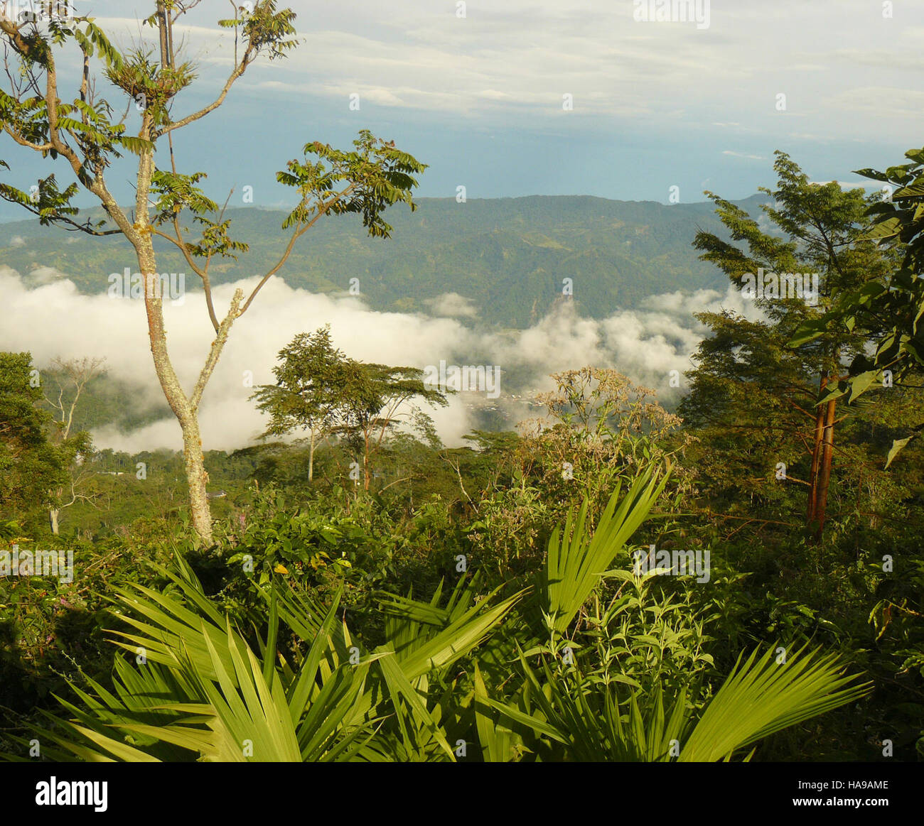 A view of a reserve coffee farm in Colombia, where sustainable farming ...