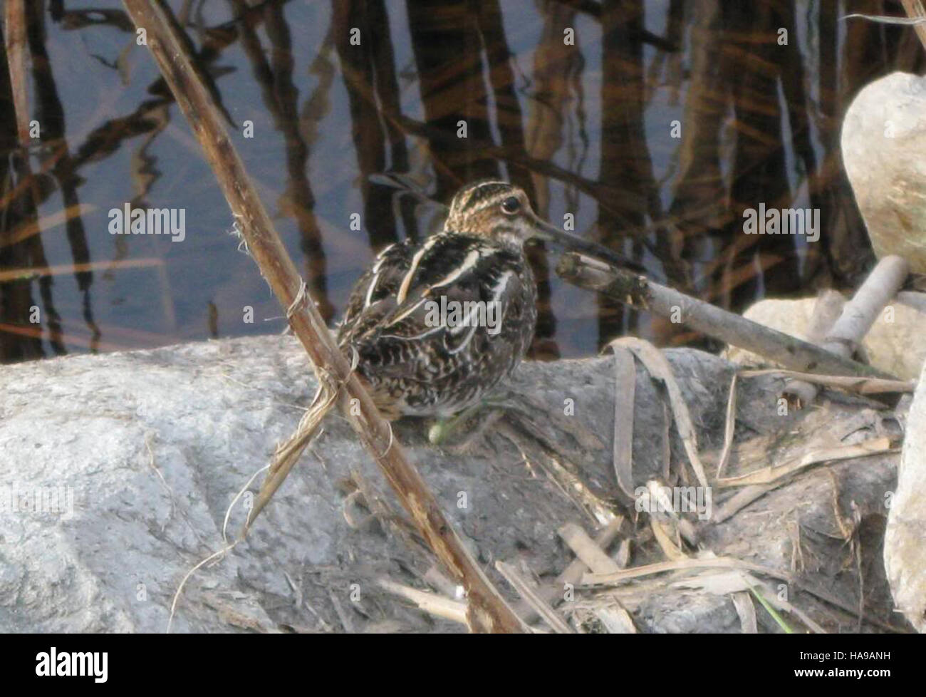The Common Snipe is a migratory shorebird found in wetlands and grassy ...