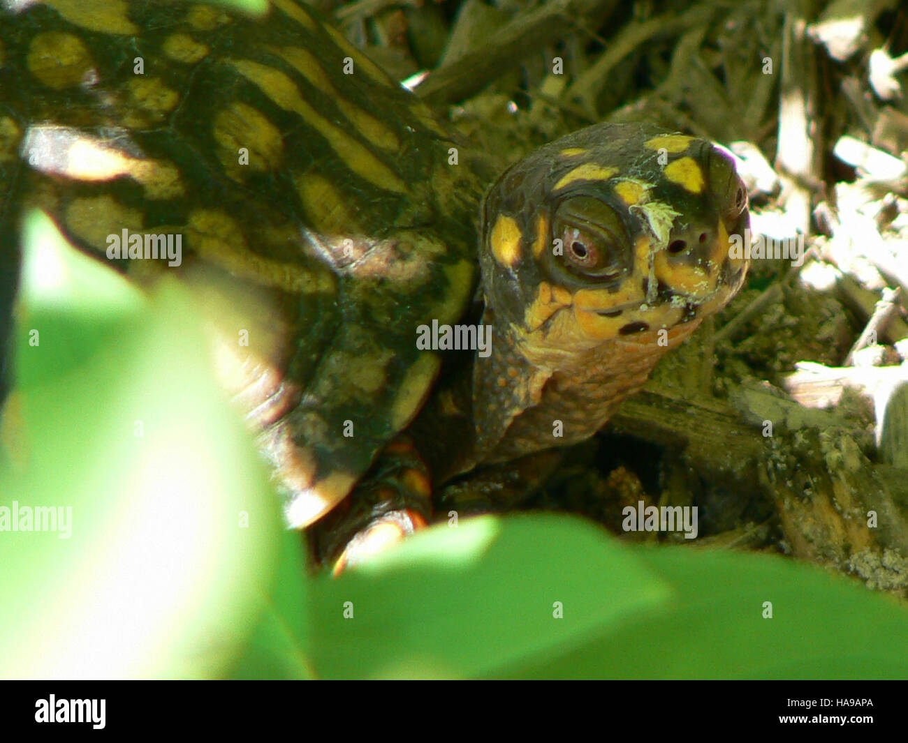 A Box Turtle captured in its natural habitat in the northeastern United ...
