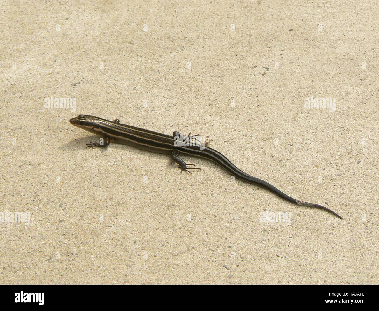 The five-lined skink, a small lizard species, is found in U.S. national ...