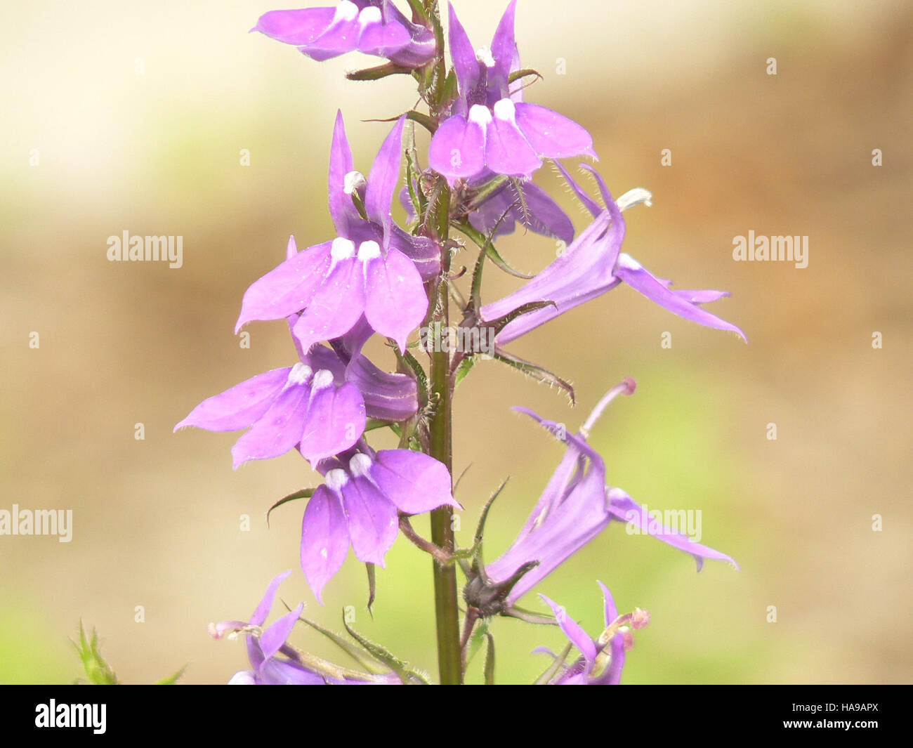 The Spiked Lobelia, a native flowering plant, thrives in specific ...