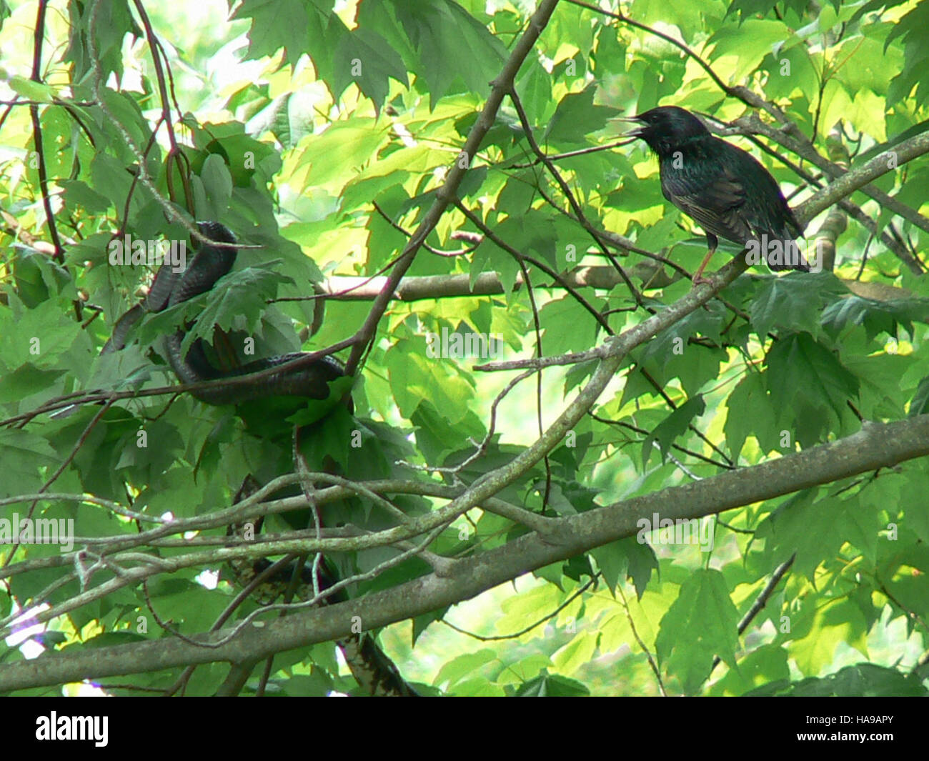 A starling successfully prevents a rat snake from preying on its nest ...
