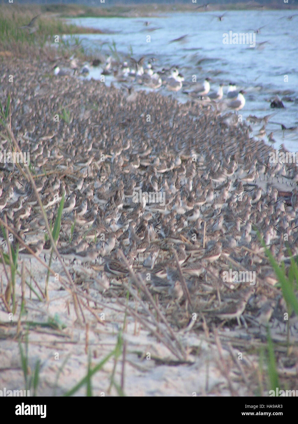 Shorebirds are a vital species group in many national parks ...
