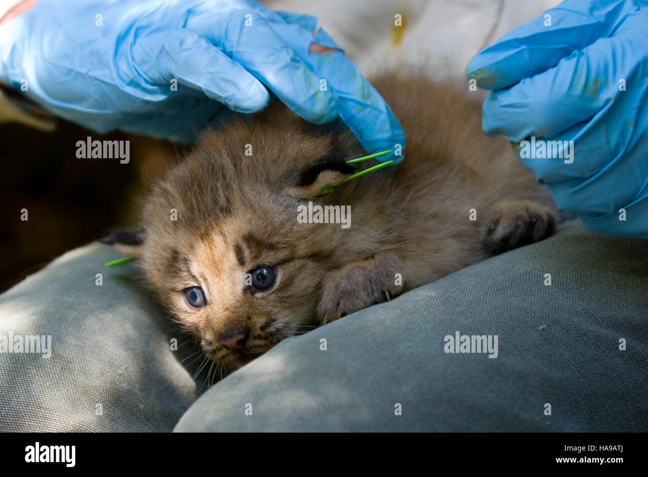 A Canada lynx kitten, captured in its natural habitat, highlights the ...