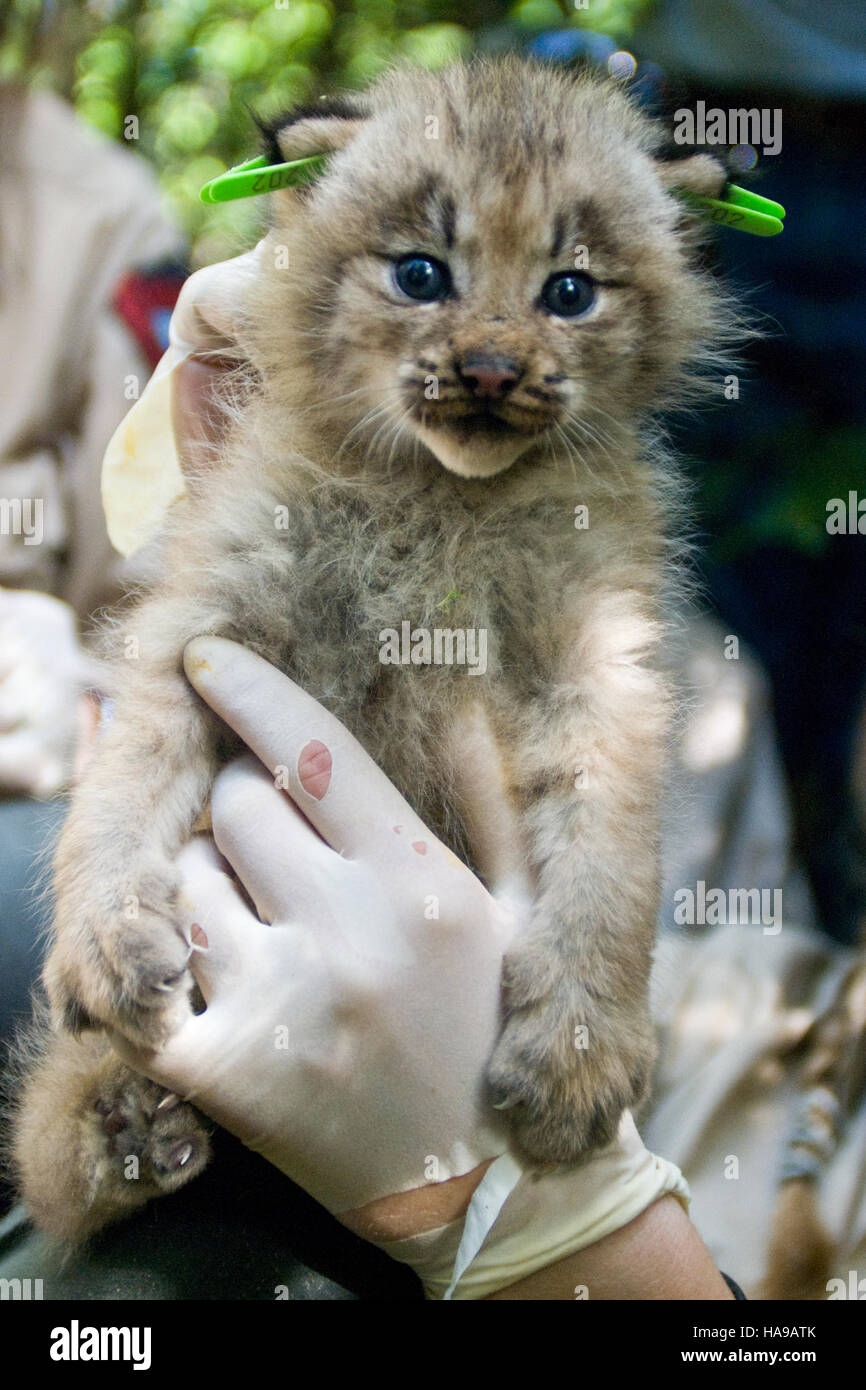 A Canada Lynx kitten is spotted in the wild within a national park ...