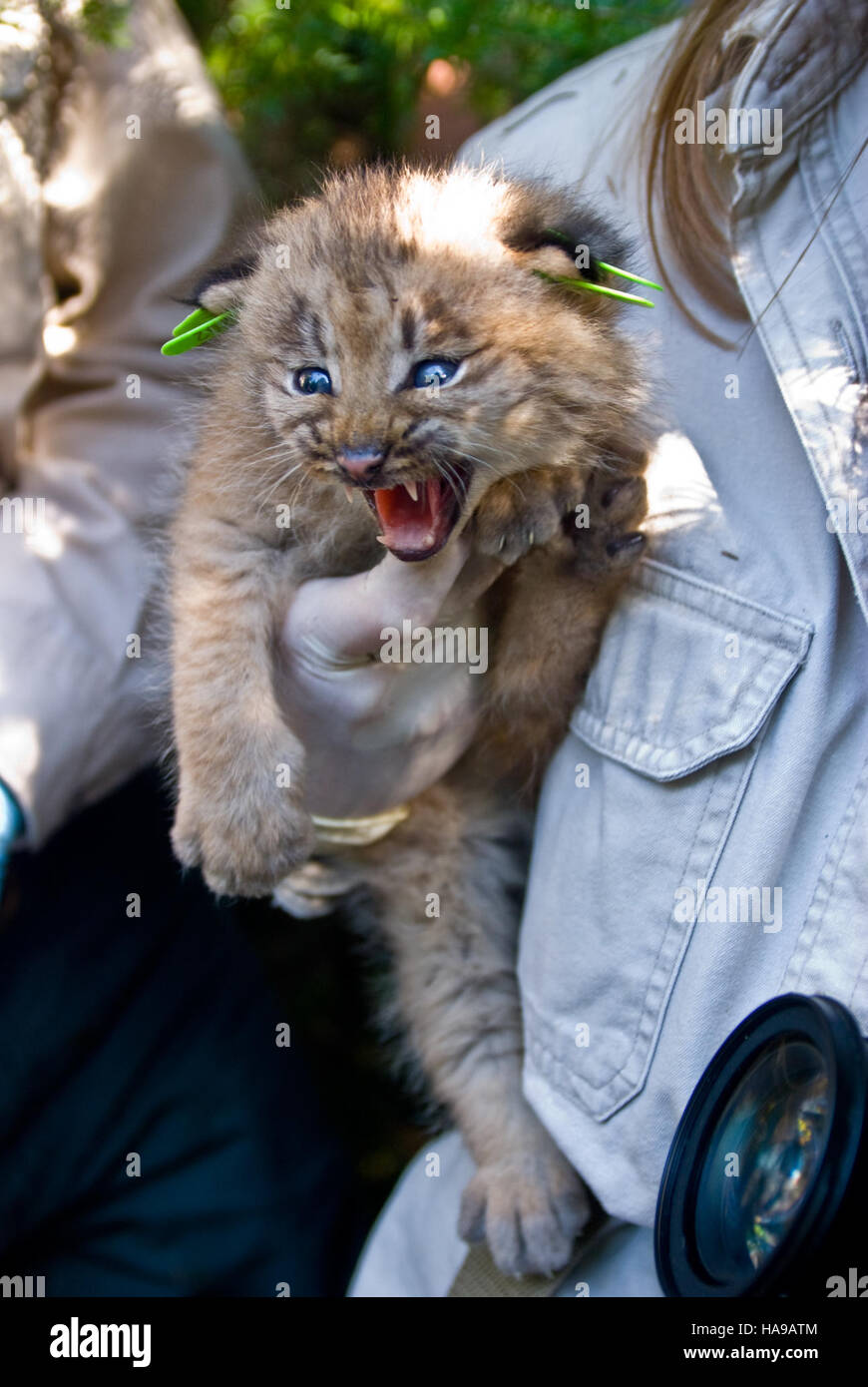A Canada Lynx kitten, pictured here, is not your typical house kitten ...