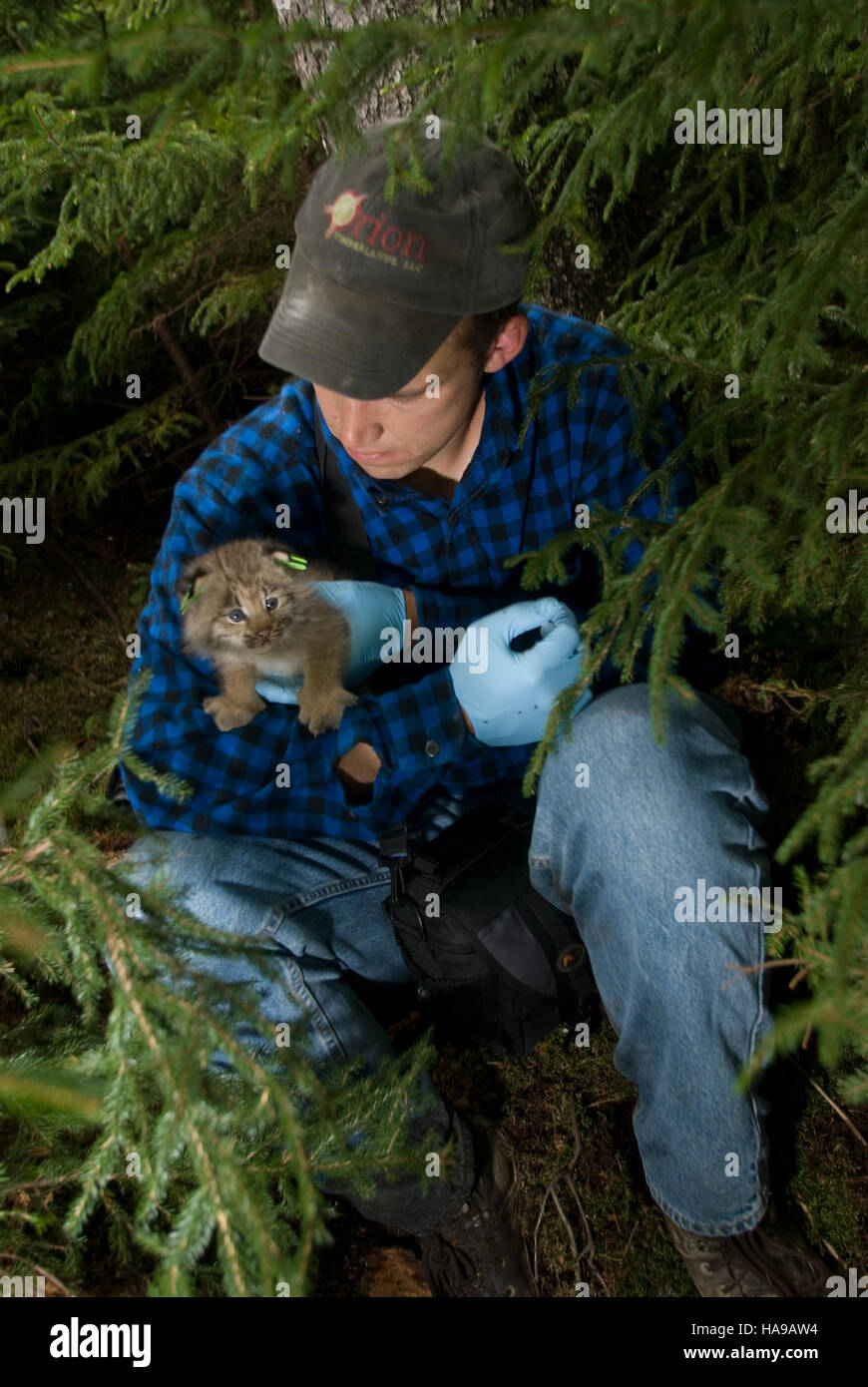 A biologist awaits measurement of wildlife or ecological data within a ...