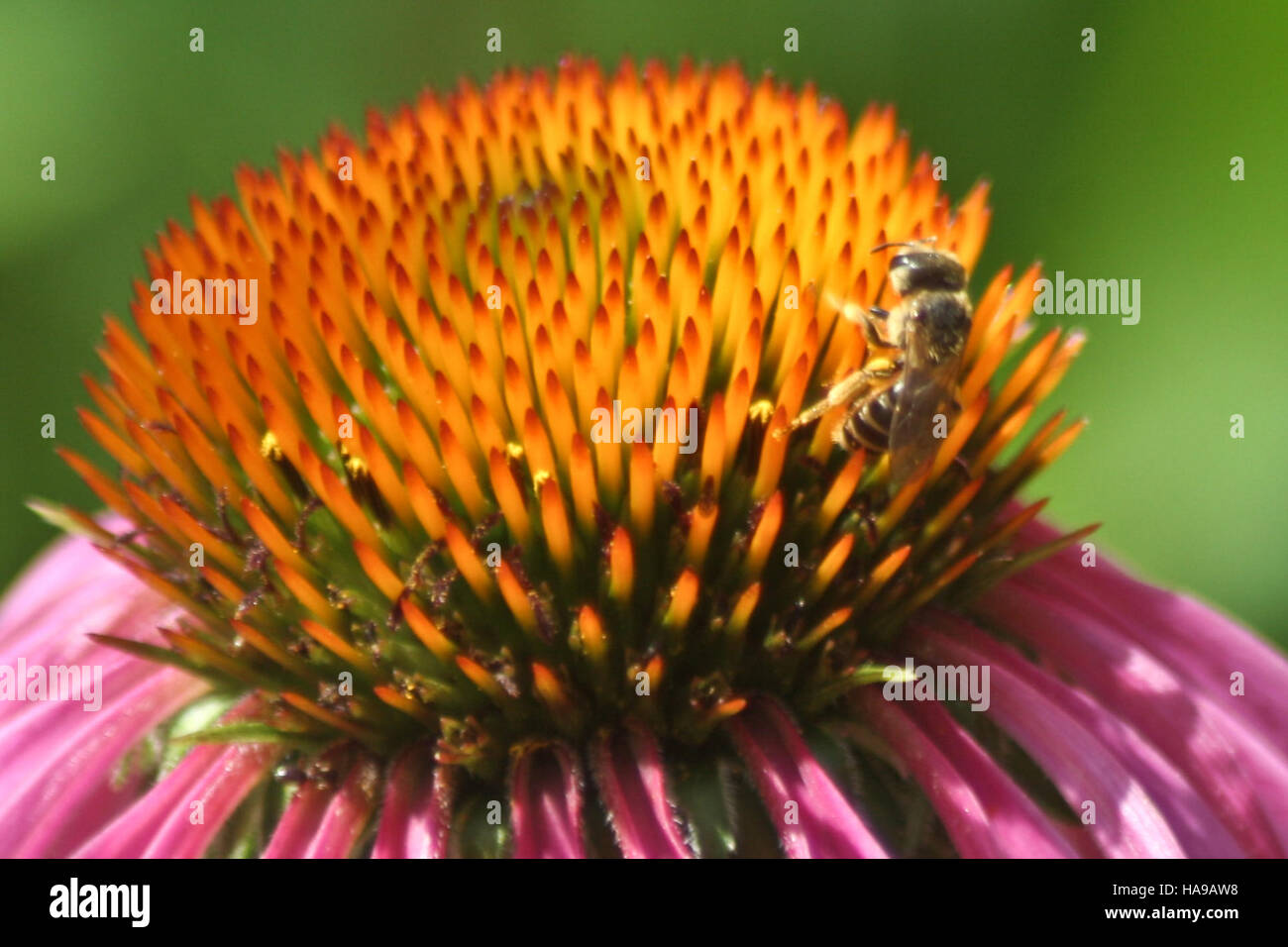 This 'Photo of the Week' captures a honeybee on a purple coneflower ...