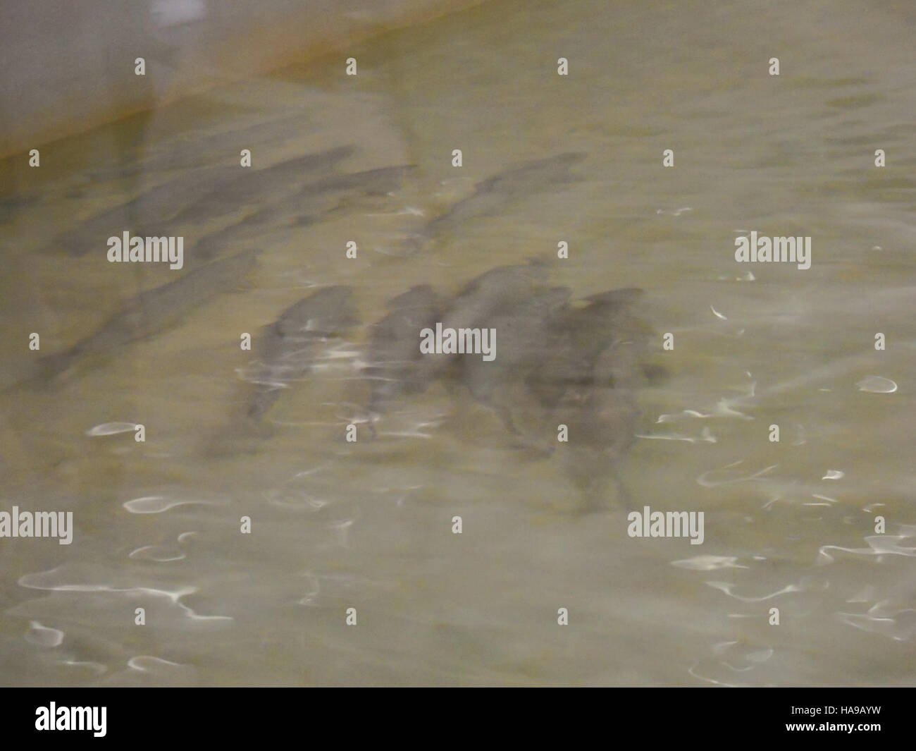 The U.S. Fish and Wildlife Service’s hatchery program helps conserve ...