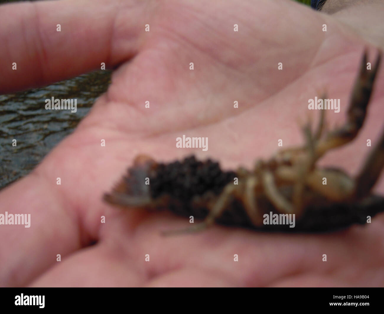 A female crayfish with eggs, photographed in a National Park, showcases ...