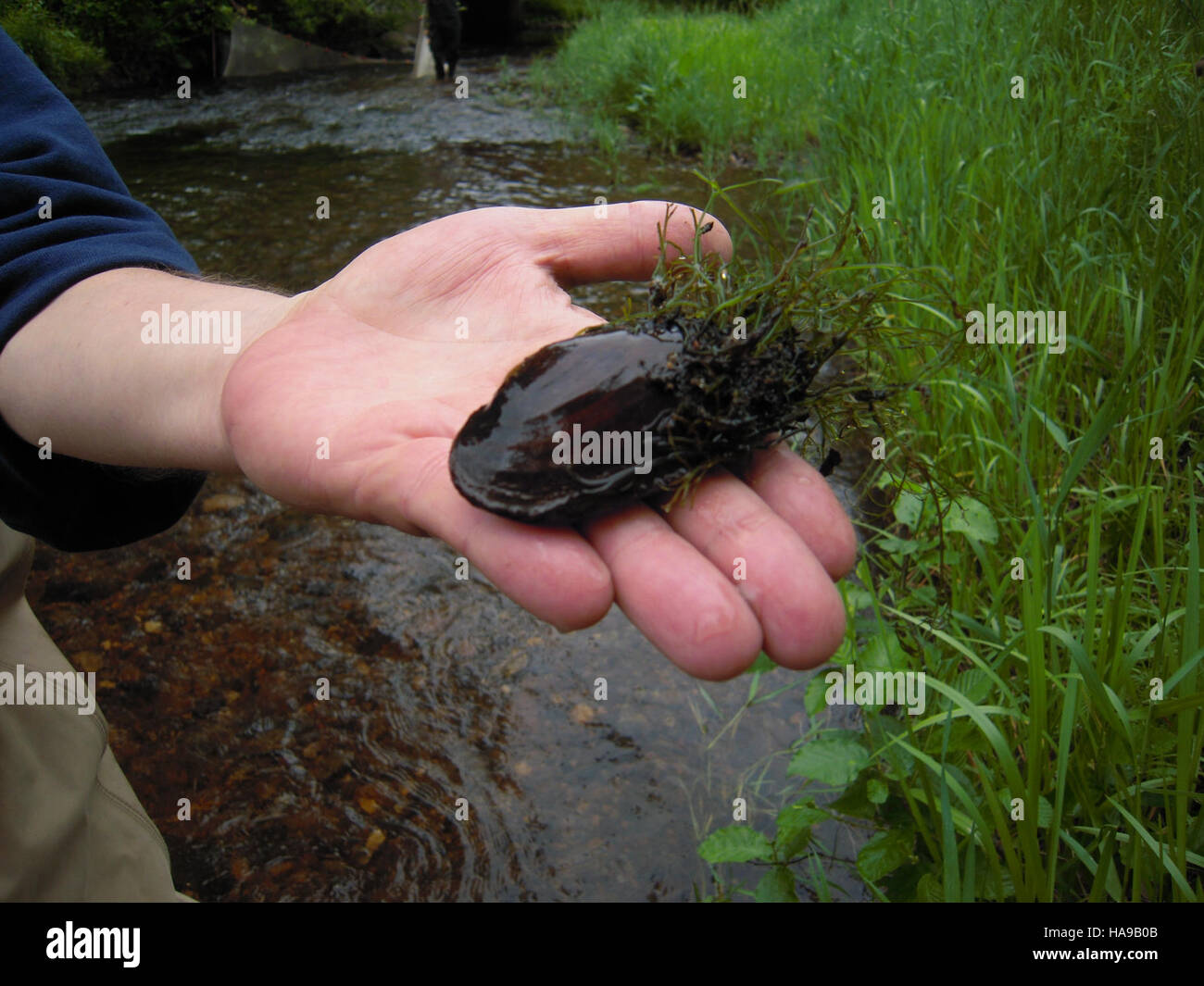 Freshwater mussels are an important species in National Parks, serving ...
