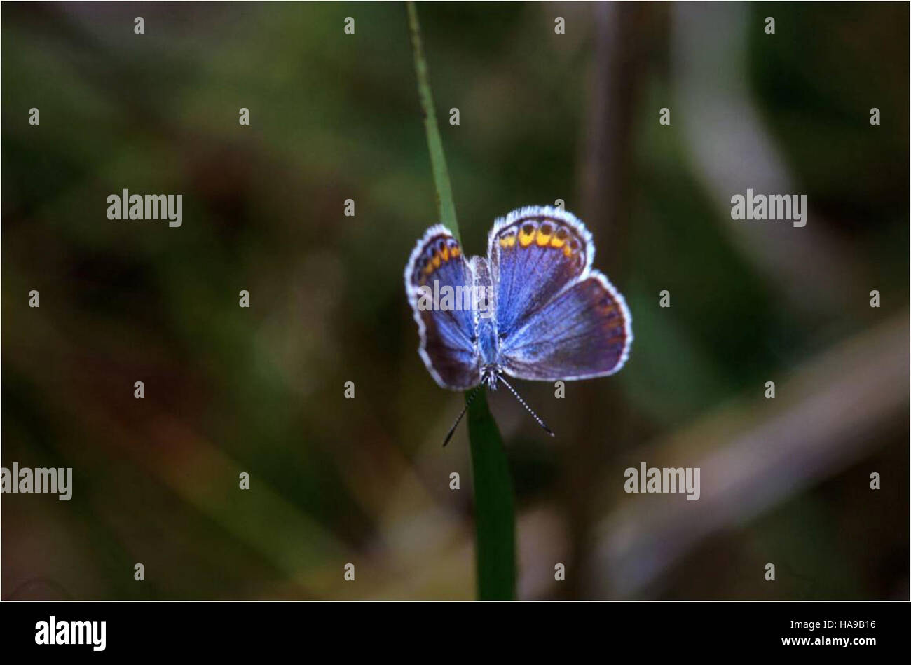 The Karner Blue Butterfly, a species under conservation, thrives in ...