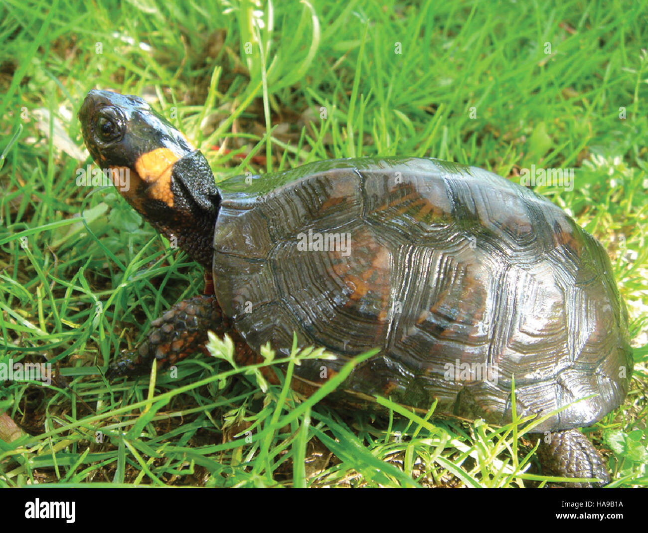 usfwsnortheast 4751592151 Bog Turtle Stock Photo - Alamy