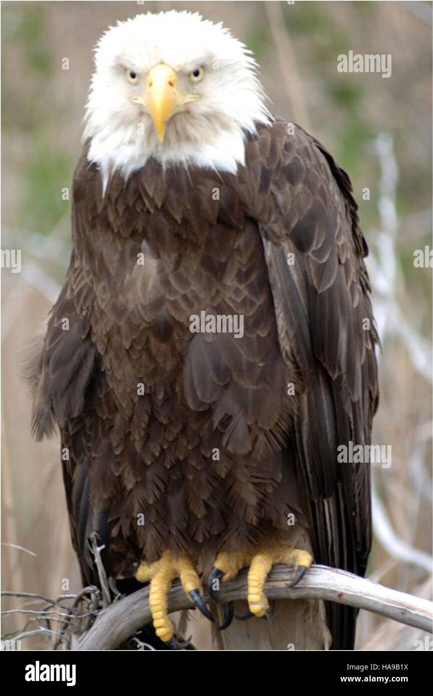 A Bald Eagle perched in a national park, symbolizing the success of ...