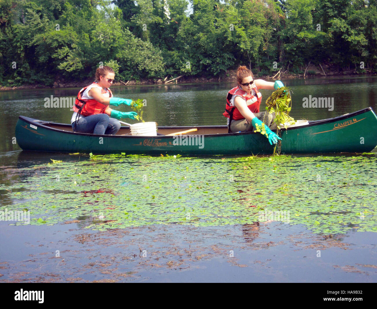 The Youth Conservation Corps (YCC) crew is shown removing invasive ...