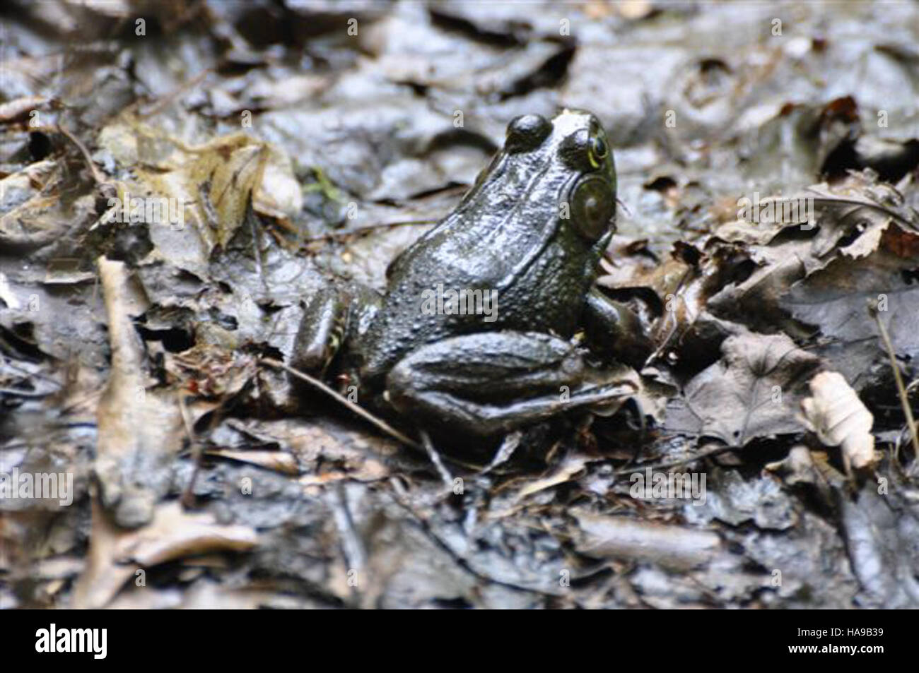 A frog species is spotted in a National Park, showcasing its role ...