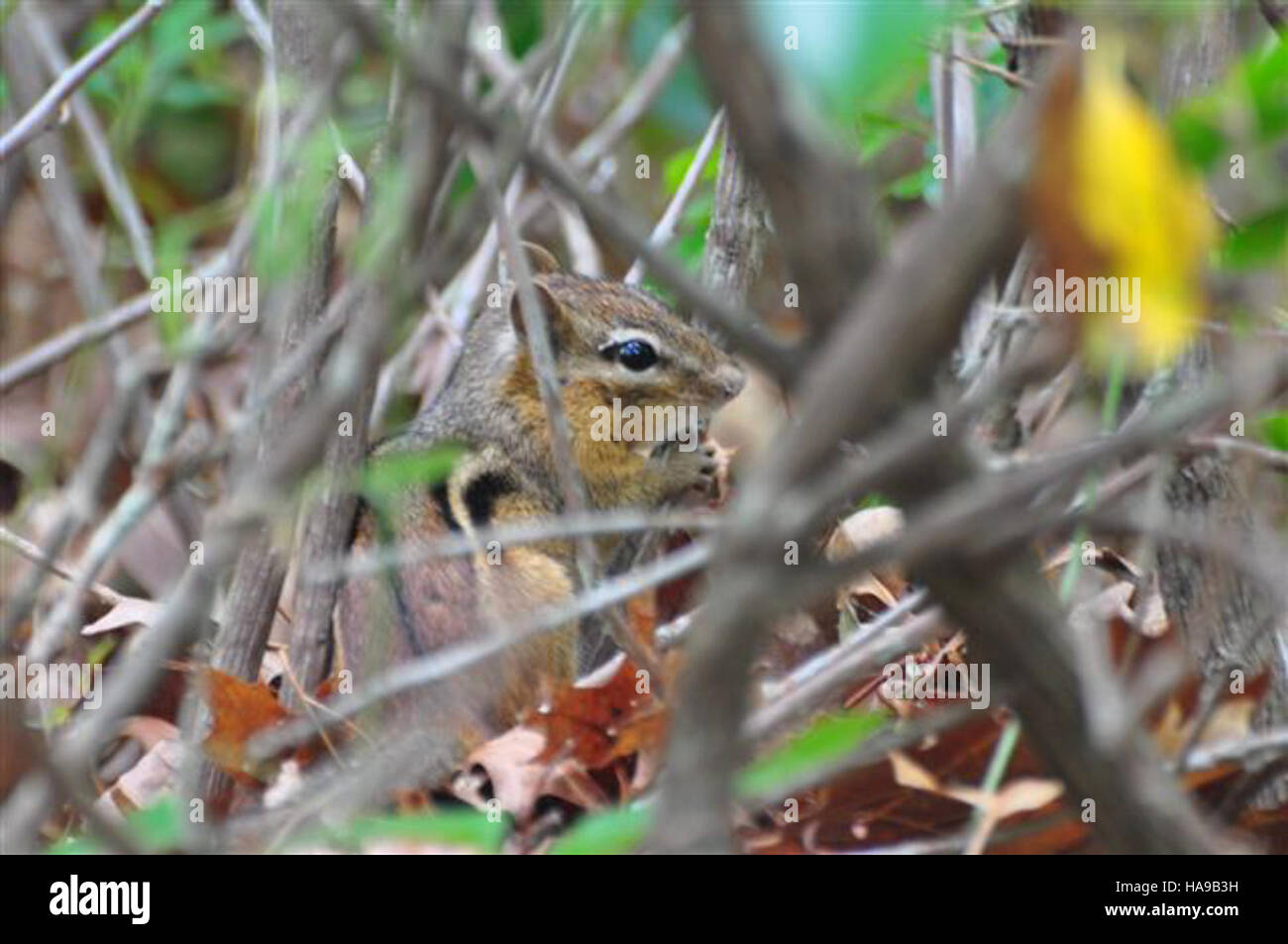 Chipmunks photo hi-res stock photography and images - Alamy