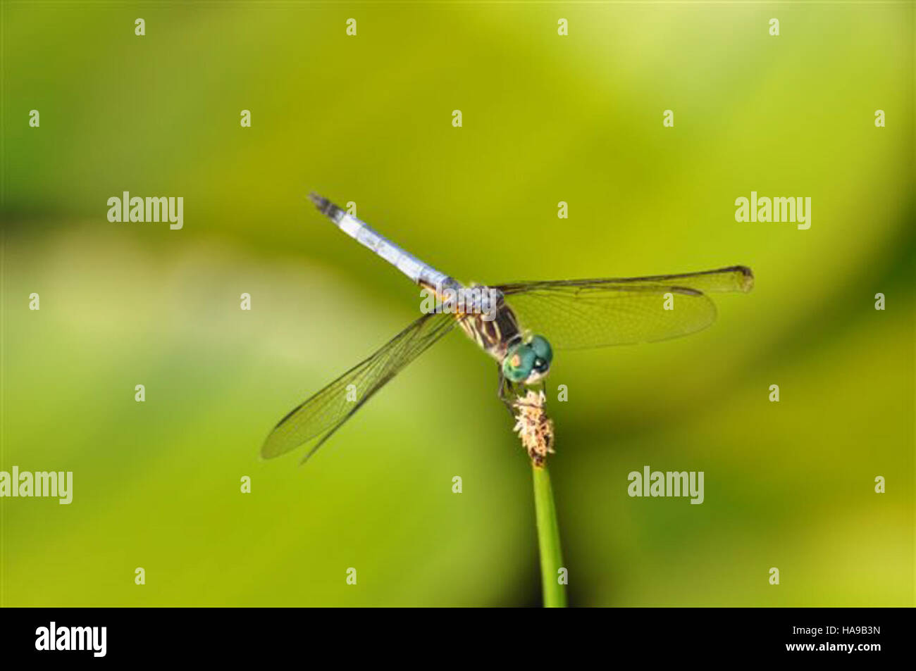 usfwsnortheast 4812973934 Photo of the Week - Dragonfly at Trustom Pond ...